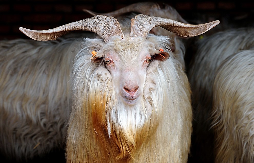 Cashmere: The Fiber Of Kings - CASHMERE CULTURE